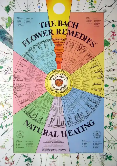 Bach Flower Remedies Kit 20ml Beech Storage Box